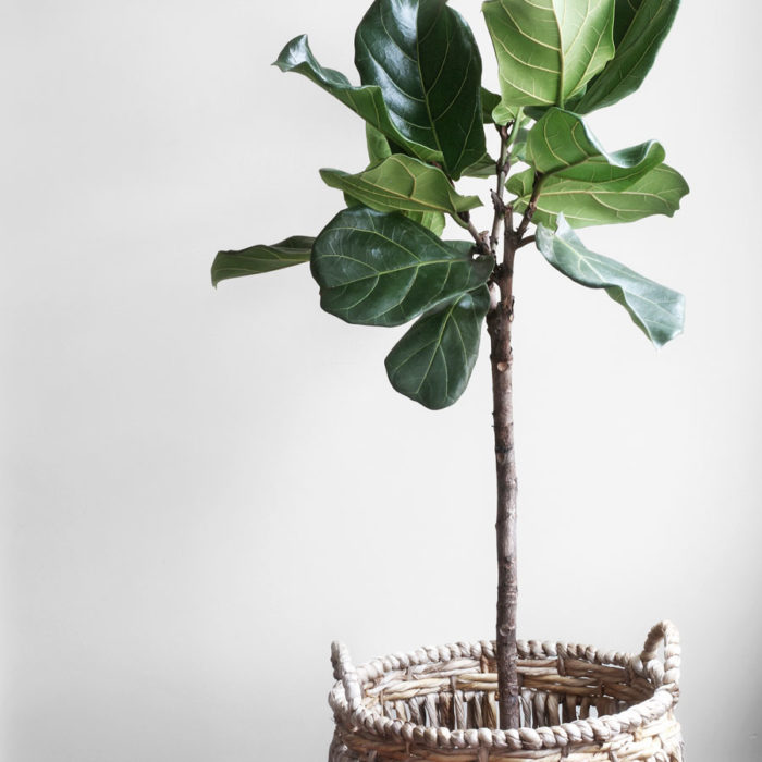 How to Find Trending Organic, Boho Style For Less? - Hampton ReDesign